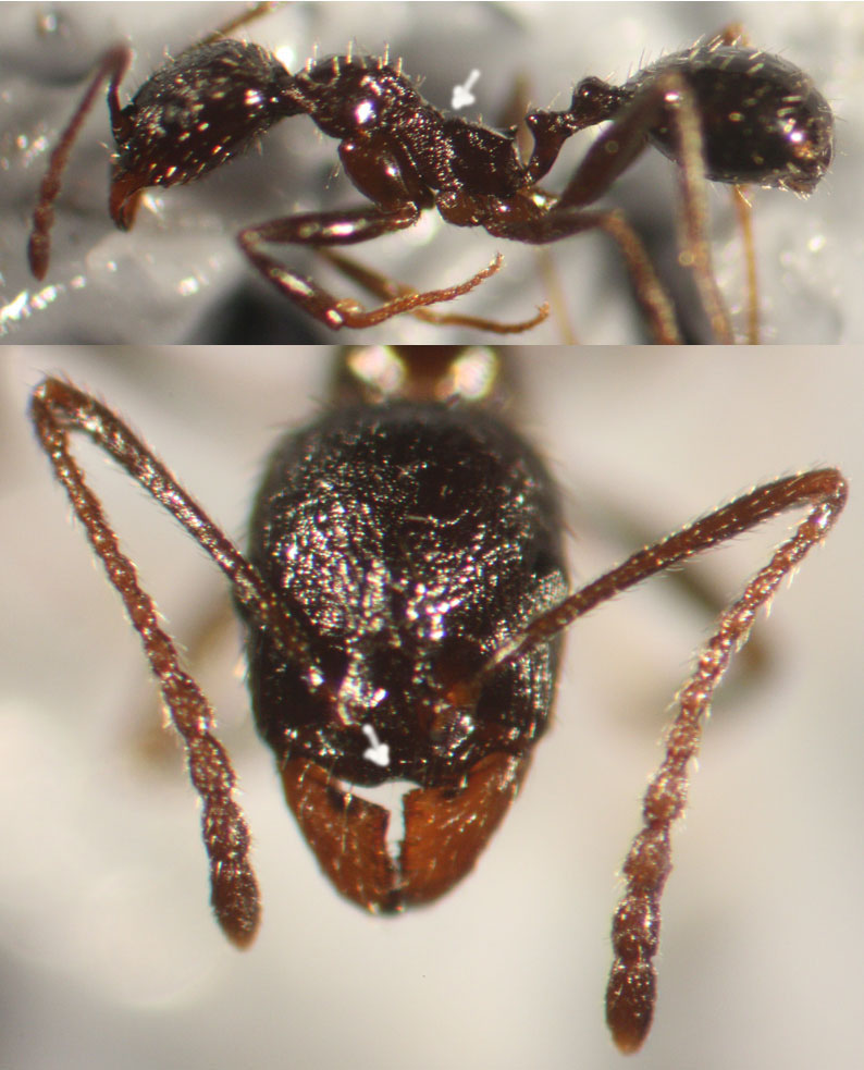 Aphaenogaster cardenai Espadaler, 1981 - Mirmecología