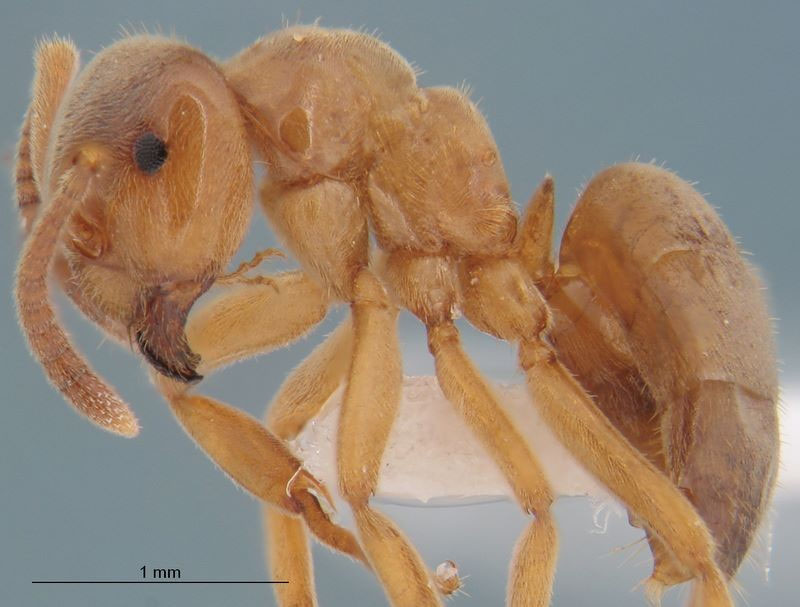 Lasius alienus (Schenck, 1852) - Mirmecología