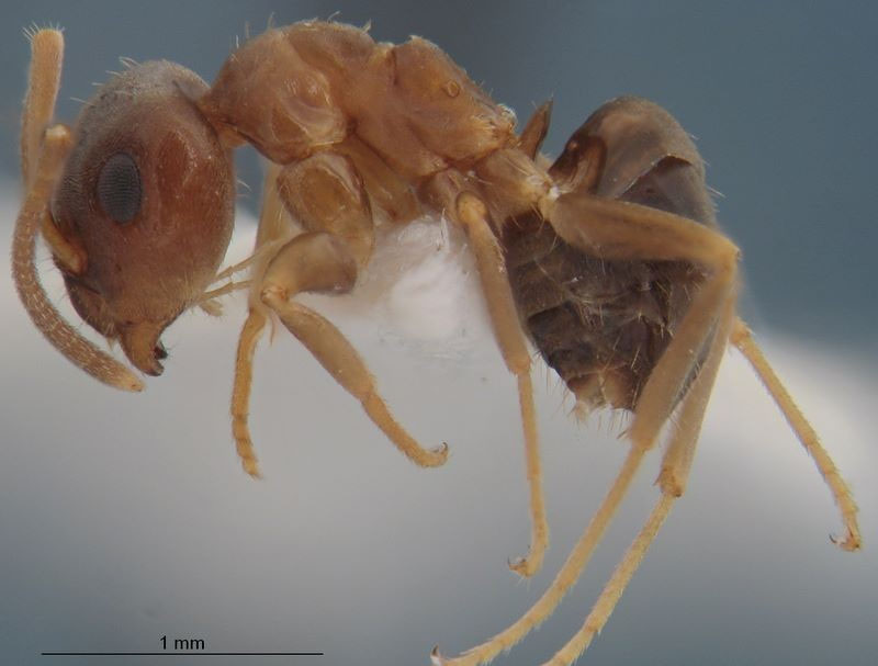 Lasius alienus (Schenck, 1852) - Mirmecología