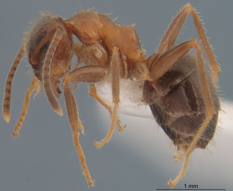 Lasius alienus (Schenck, 1852) - Mirmecología