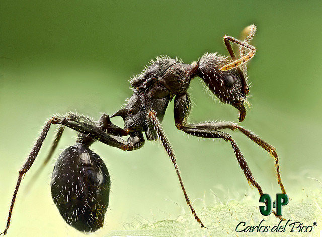 Aphaenogaster cardenai Espadaler, 1981 - Mirmecología