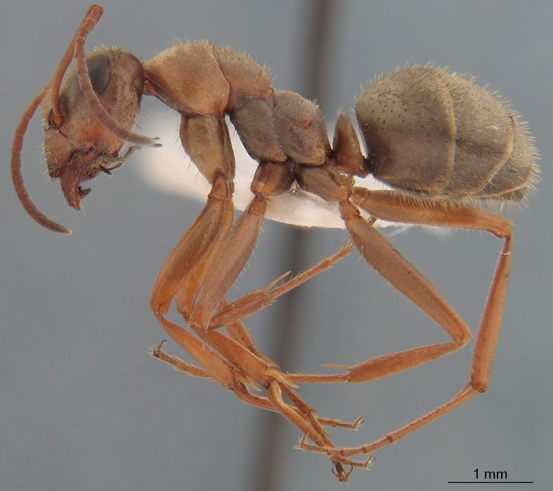 Formica bruni (Kutter, 1967) - Mirmecología