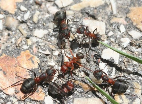 Formica bruni (Kutter, 1967) - Mirmecología