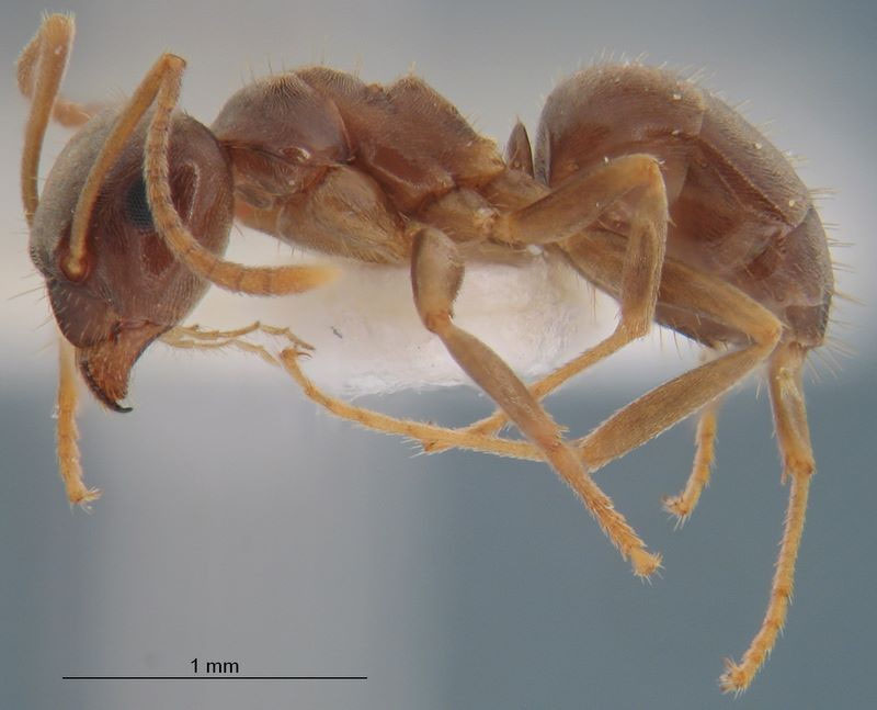 Lasius alienus (Schenck, 1852) - Mirmecología