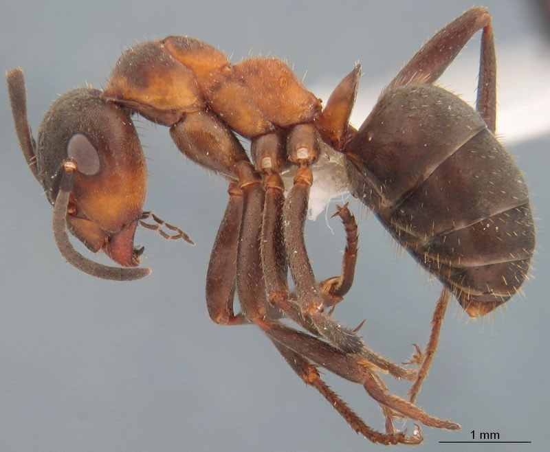 Formica bruni (Kutter, 1967) - Mirmecología