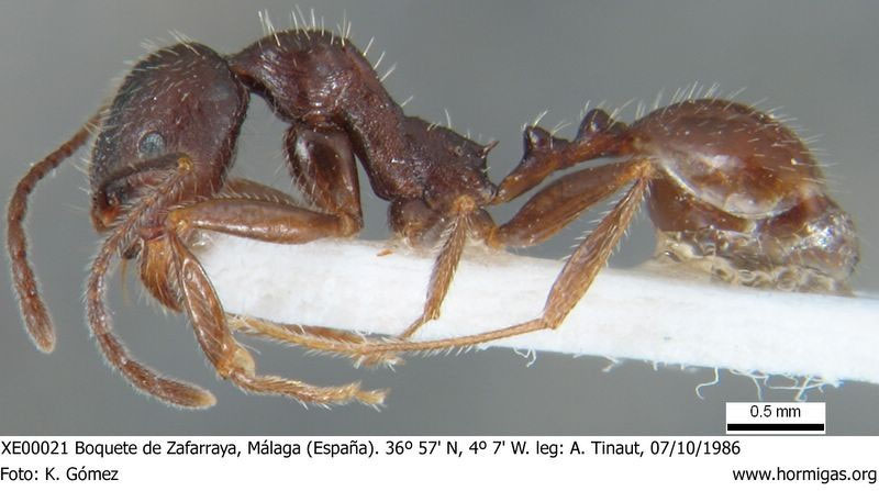 Aphaenogaster cardenai Espadaler, 1981 - Mirmecología