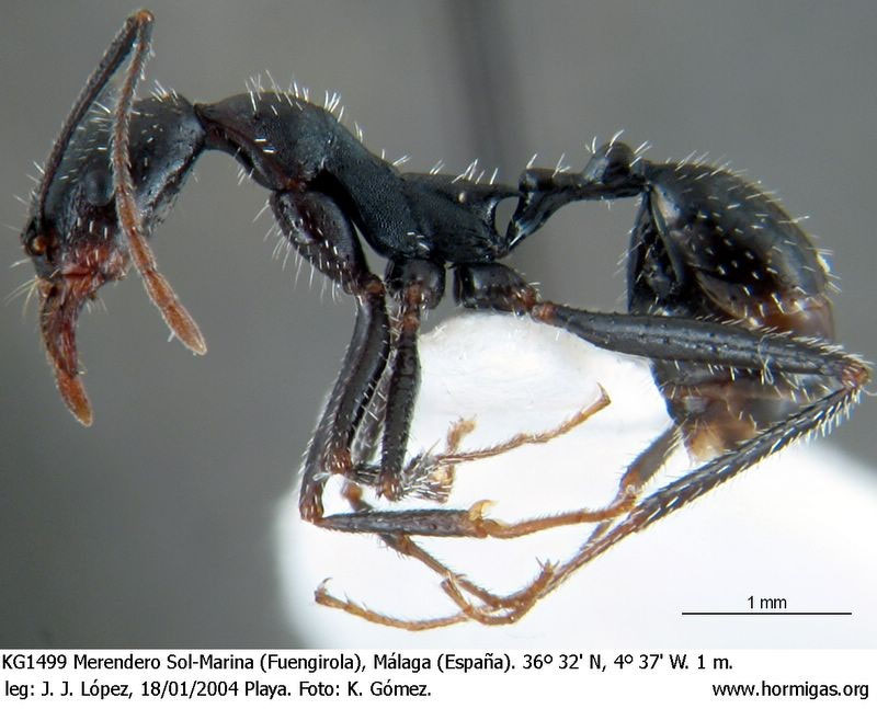 Aphaenogaster cardenai Espadaler, 1981 - Mirmecología