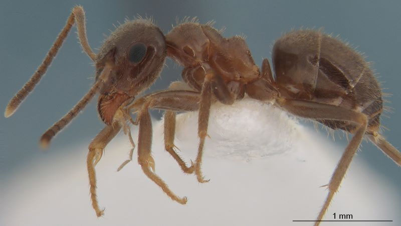 Lasius alienus (Schenck, 1852) - Mirmecología