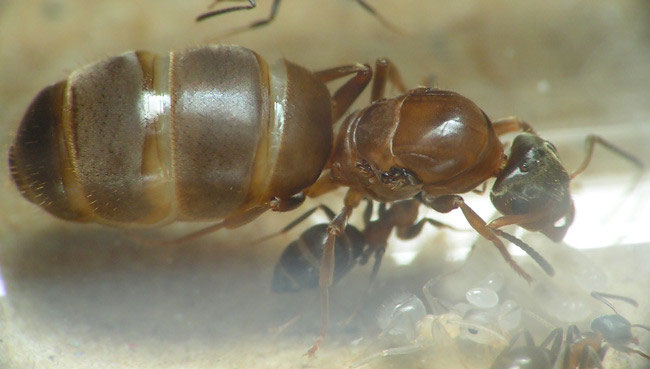 Lasius alienus (Schenck, 1852) - Mirmecología