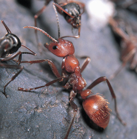 Polyergus rufescens (Latreille, 1798) - Mirmecología
