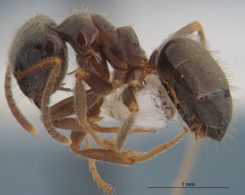 Lasius alienus (Schenck, 1852) - Mirmecología