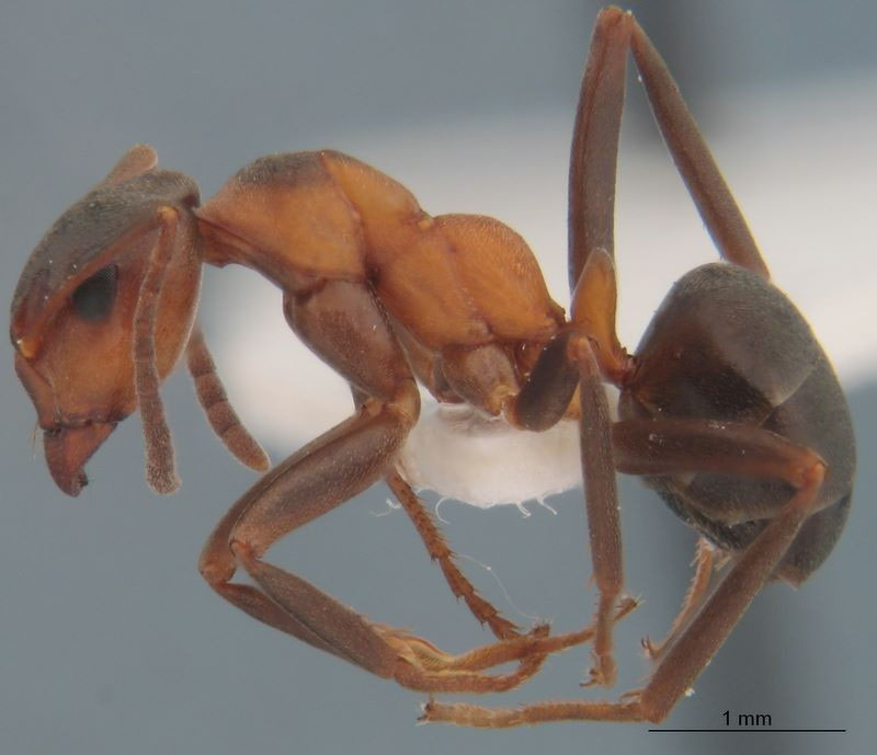 Formica bruni (Kutter, 1967) - Mirmecología