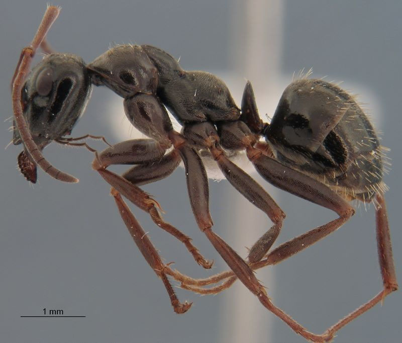 Formica bruni (Kutter, 1967) - Mirmecología