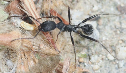 Aphaenogaster cardenai Espadaler, 1981 - Mirmecología