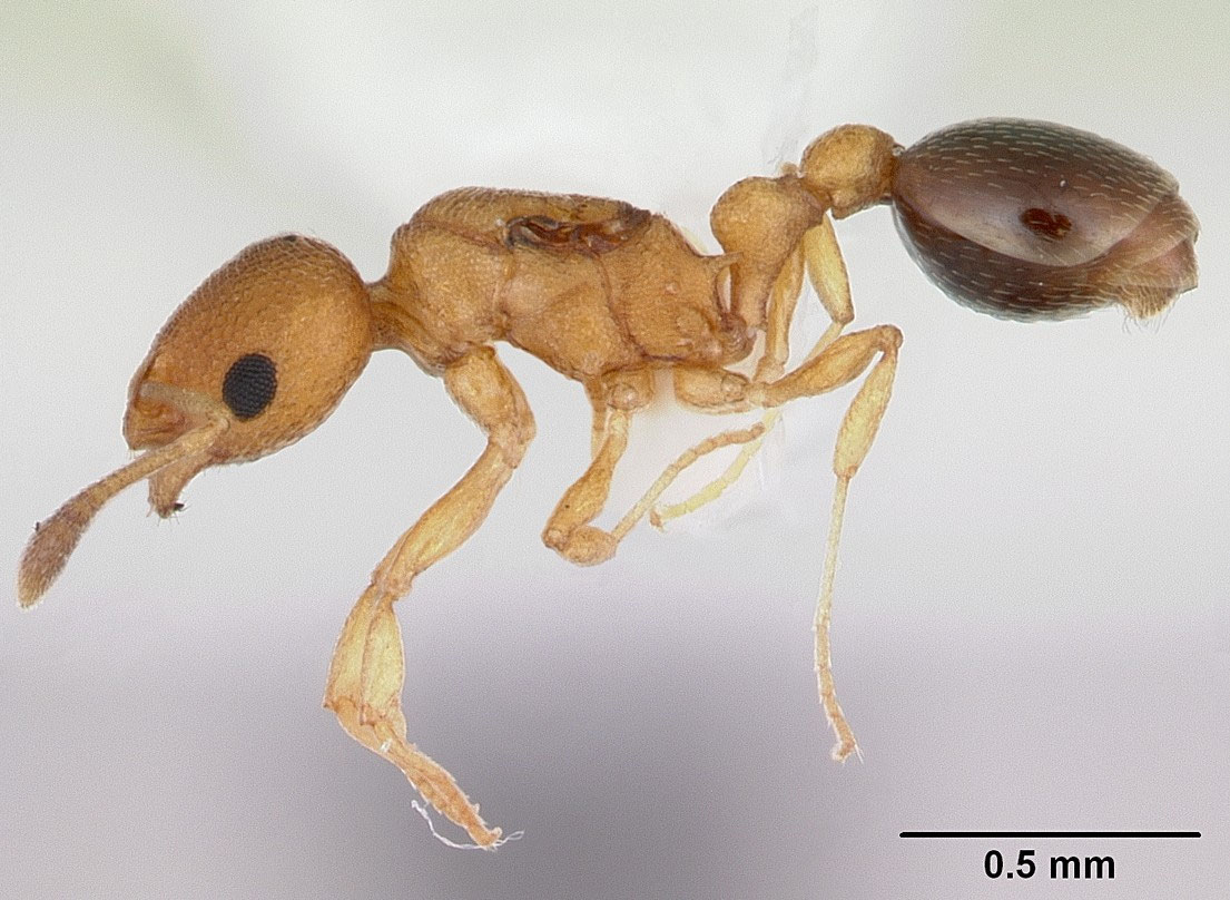 Cardiocondyla batesii (Forel, 1894) - Mirmecología