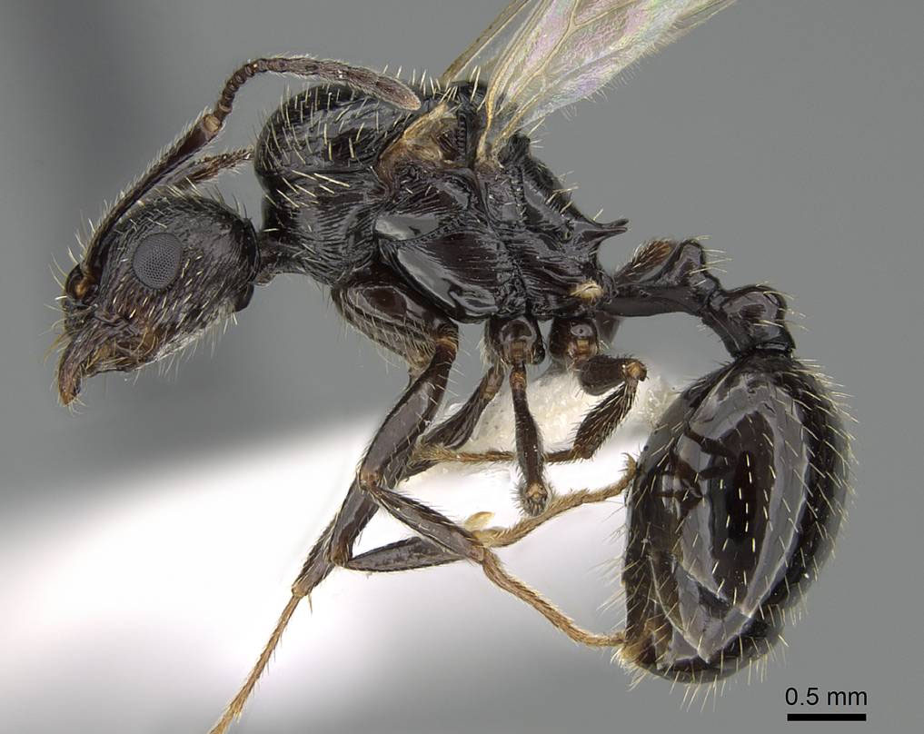 Aphaenogaster cardenai Espadaler, 1981 - Mirmecología