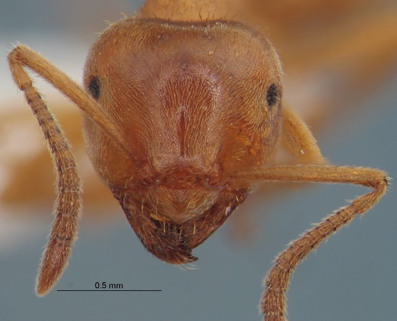 Lasius alienus (Schenck, 1852) - Mirmecología
