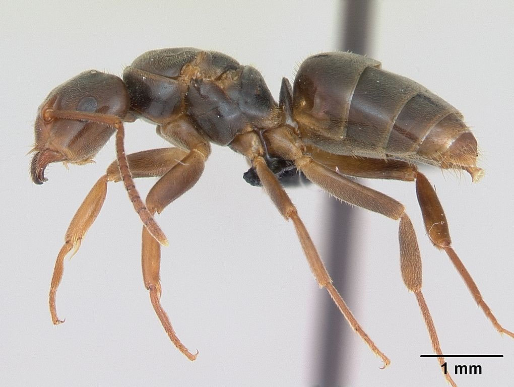 Lasius alienus (Schenck, 1852) - Mirmecología