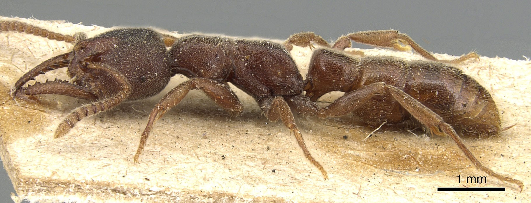 Stigmatomma impressifrons Emery, 1869 - Mirmecología