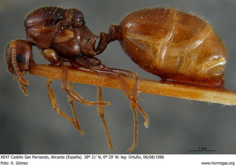 Aphaenogaster cardenai Espadaler, 1981 - Mirmecología