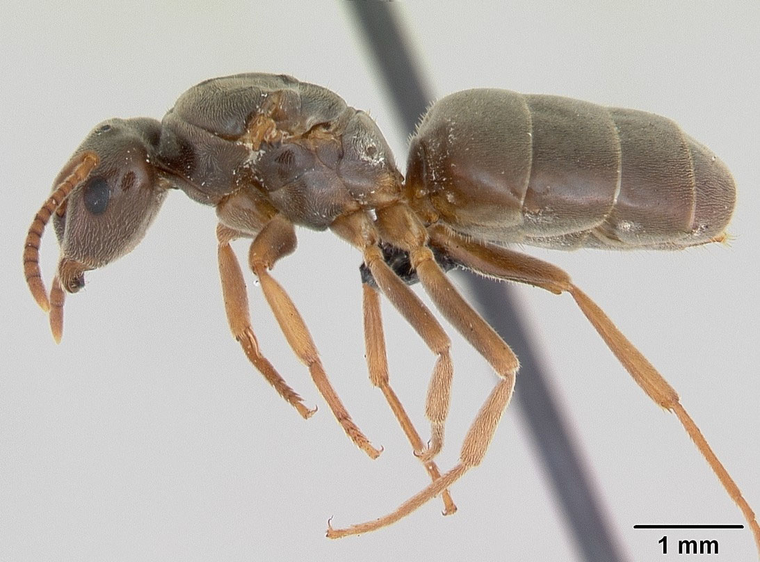 Lasius alienus (Schenck, 1852) - Mirmecología