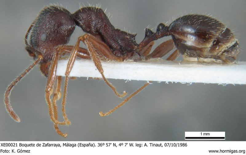 Aphaenogaster cardenai Espadaler, 1981 - Mirmecología