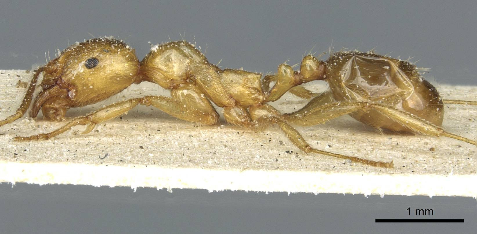 Aphaenogaster cardenai Espadaler, 1981 - Mirmecología