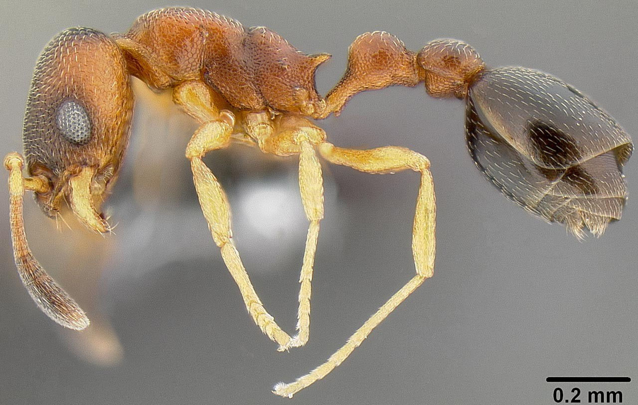 Cardiocondyla batesii (Forel, 1894) - Mirmecología