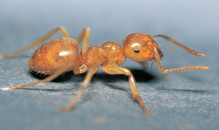 Lasius alienus (Schenck, 1852) - Mirmecología