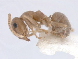 Lasius alienus (Schenck, 1852) - Mirmecología