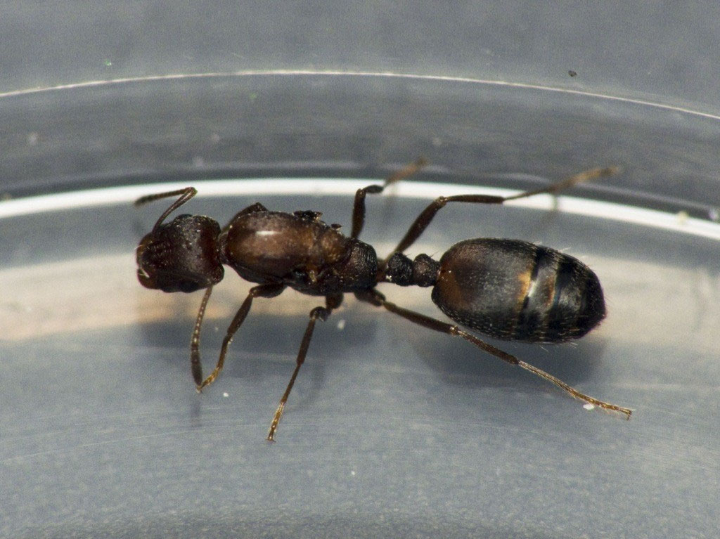 Monomorium algiricum (Bernard, 1955) - Mirmecología