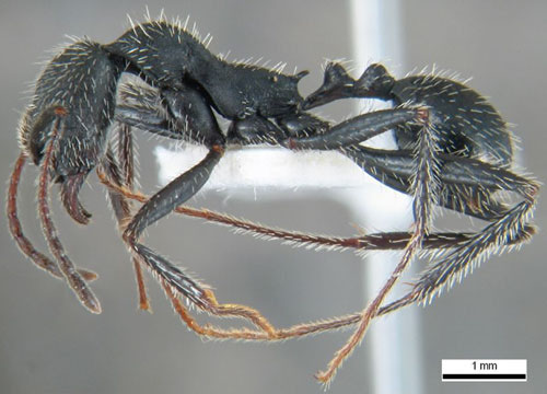 Aphaenogaster cardenai Espadaler, 1981 - Mirmecología