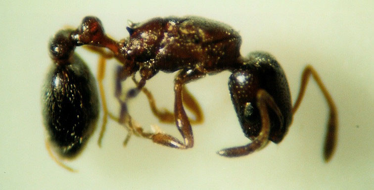 Cardiocondyla batesii (Forel, 1894) - Mirmecología