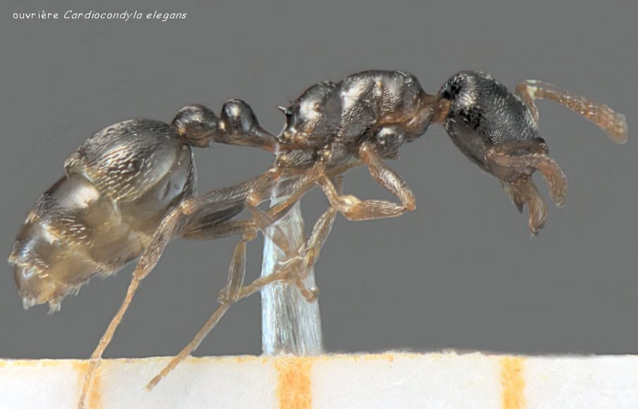 Cardiocondyla batesii (Forel, 1894) - Mirmecología