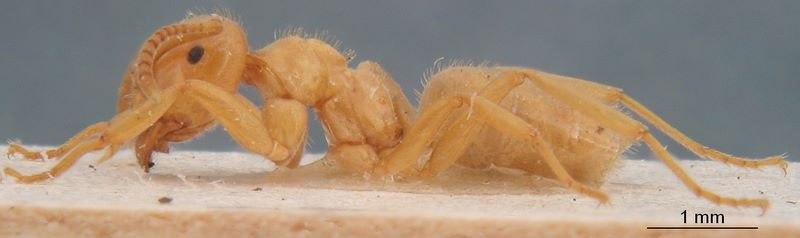 Lasius alienus (Schenck, 1852) - Mirmecología