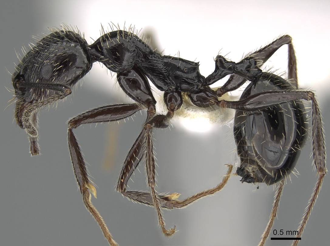 Aphaenogaster cardenai Espadaler, 1981 - Mirmecología