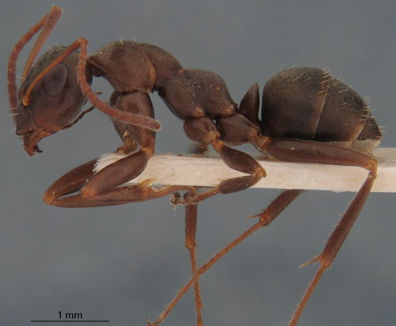 Formica bruni (Kutter, 1967) - Mirmecología