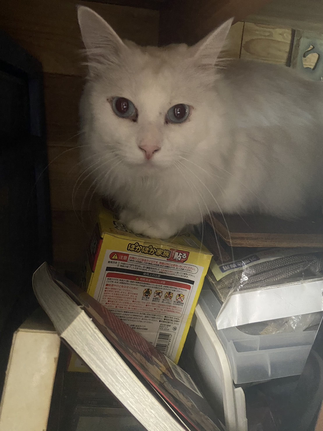 インターネット版官報の取扱い - しらさわ司法書士事務所（鹿児島）