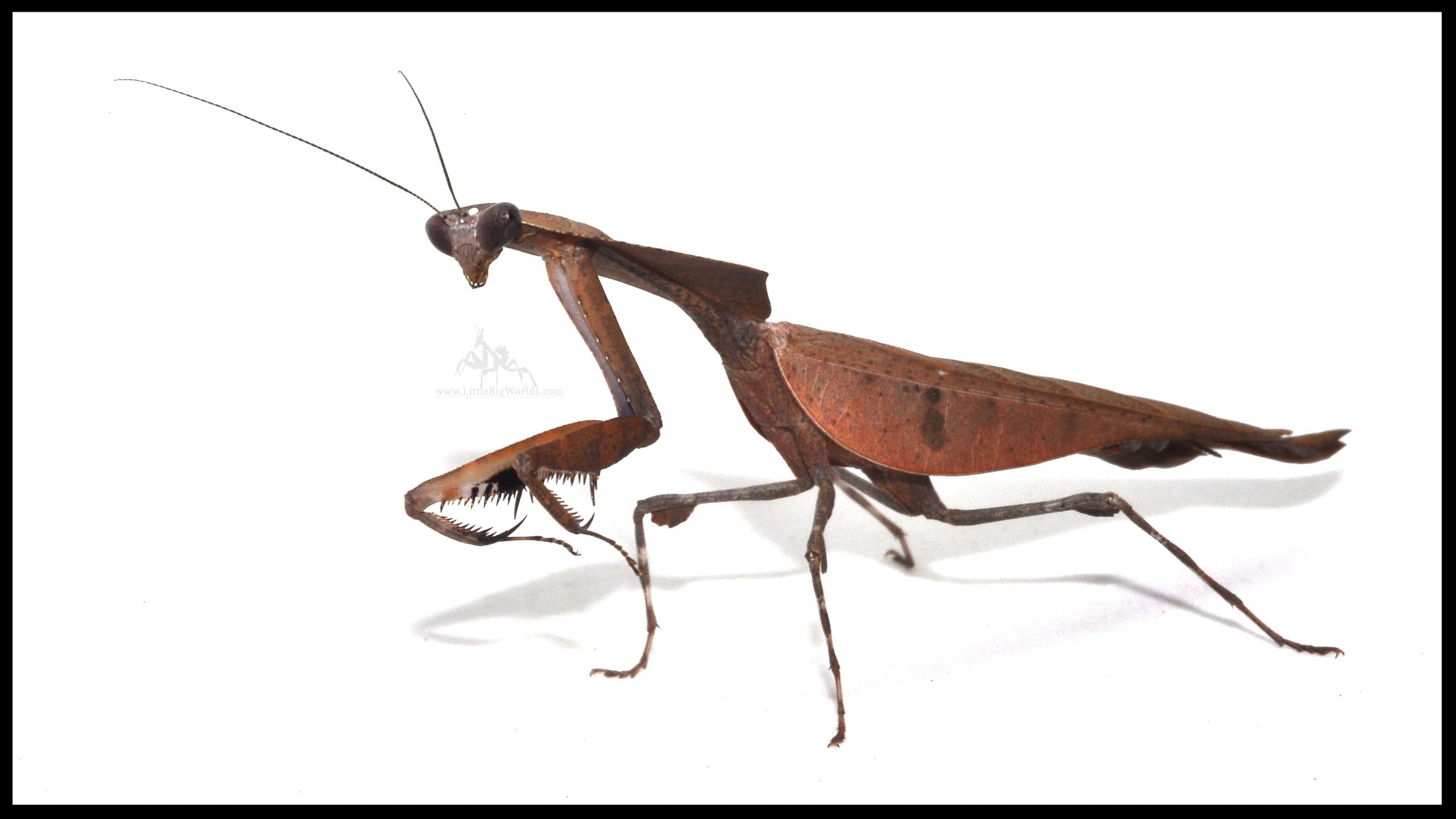 Deroplatys truncata - LittleBigWorlds