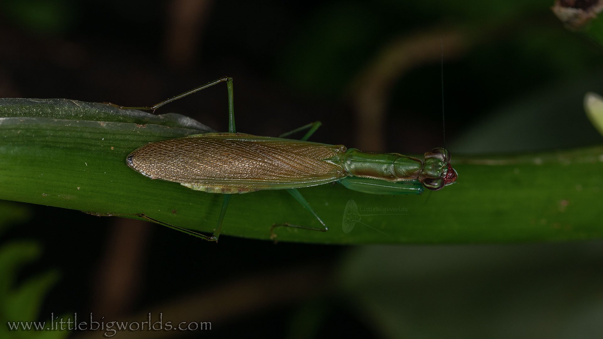 Odontomantis sp. - LittleBigWorlds