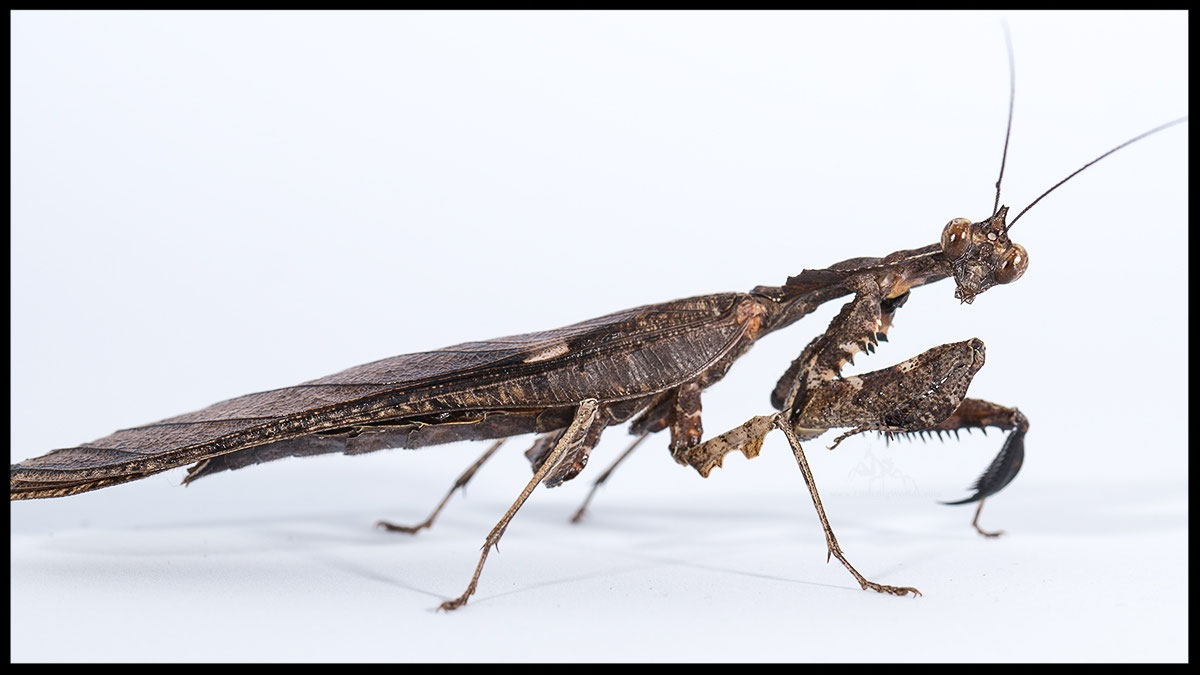 Parablepharis kuhlii asiatica - LittleBigWorlds