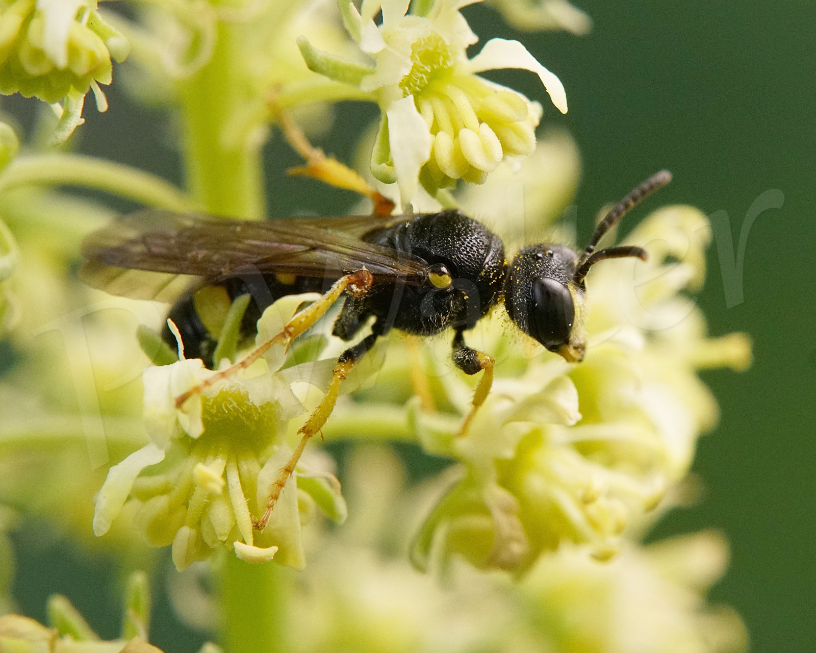 Bienenjagende Knotenwespe - Wildbienen & Co. - Fotos, Infos, Tipps