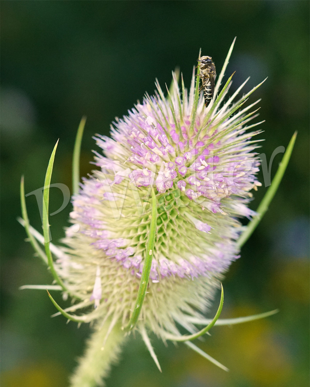 Wilde Karde - Wildbienen & Co. - Fotos, Infos, Tipps