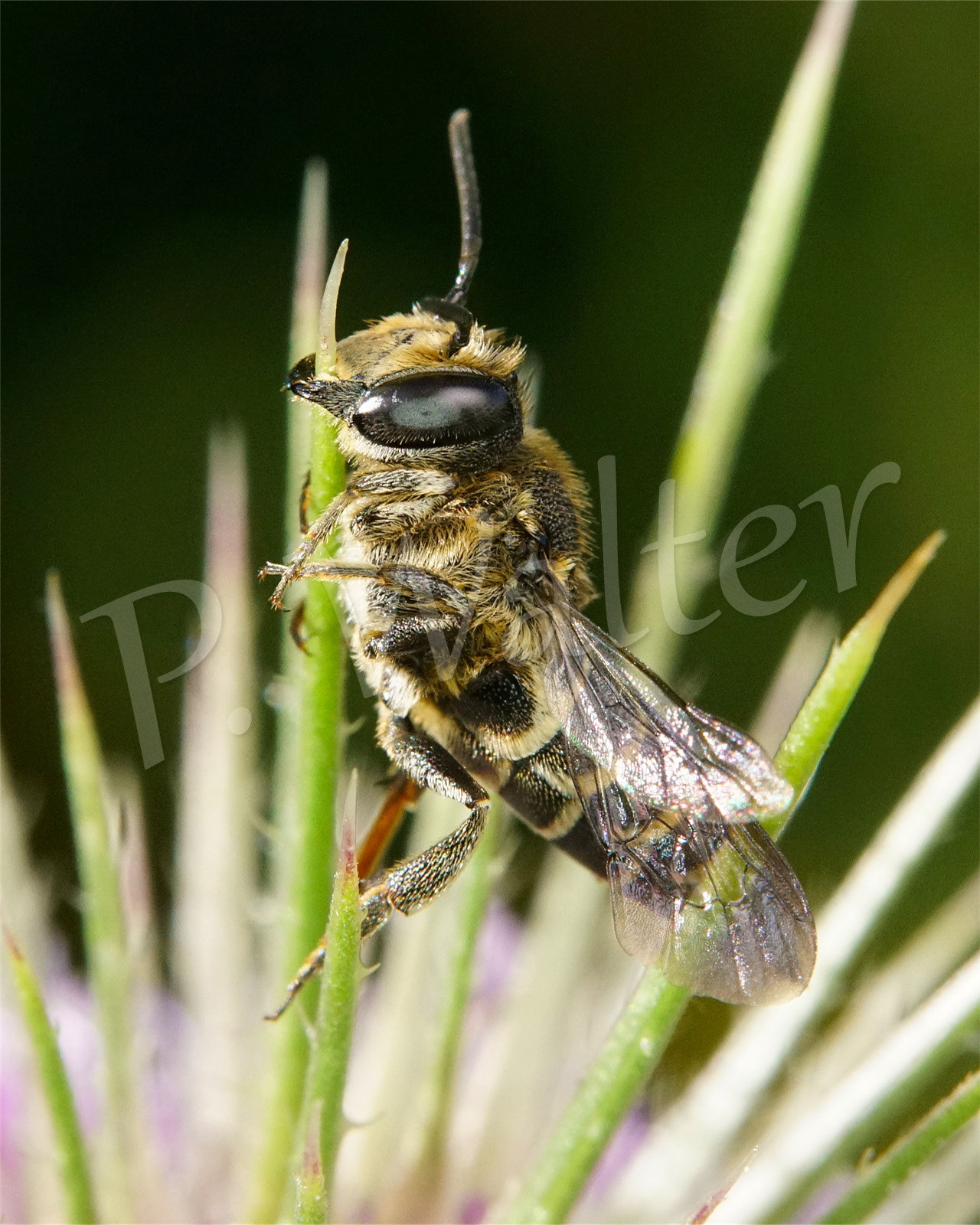 Wilde Karde - Wildbienen & Co. - Fotos, Infos, Tipps