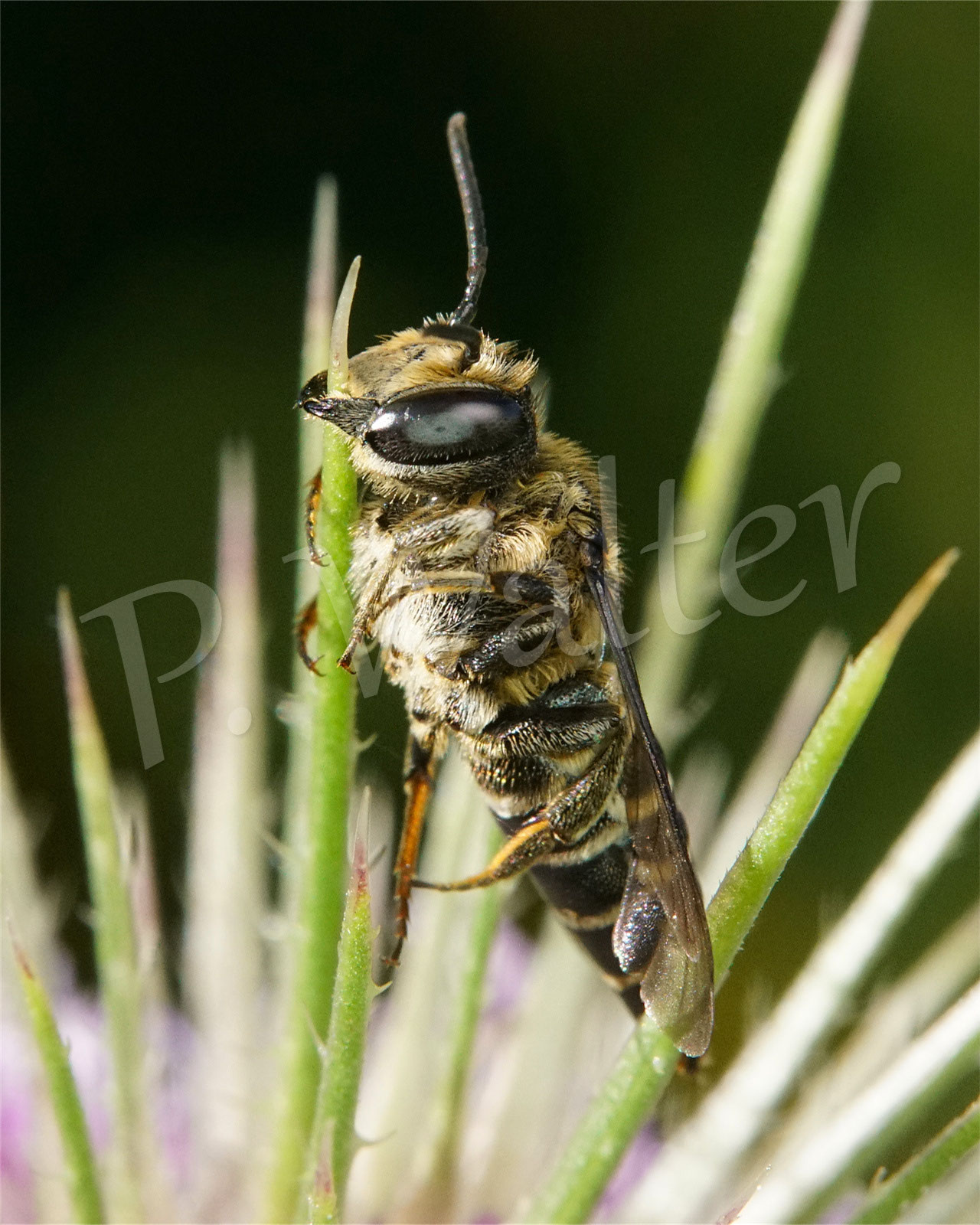 Wilde Karde - Wildbienen & Co. - Fotos, Infos, Tipps
