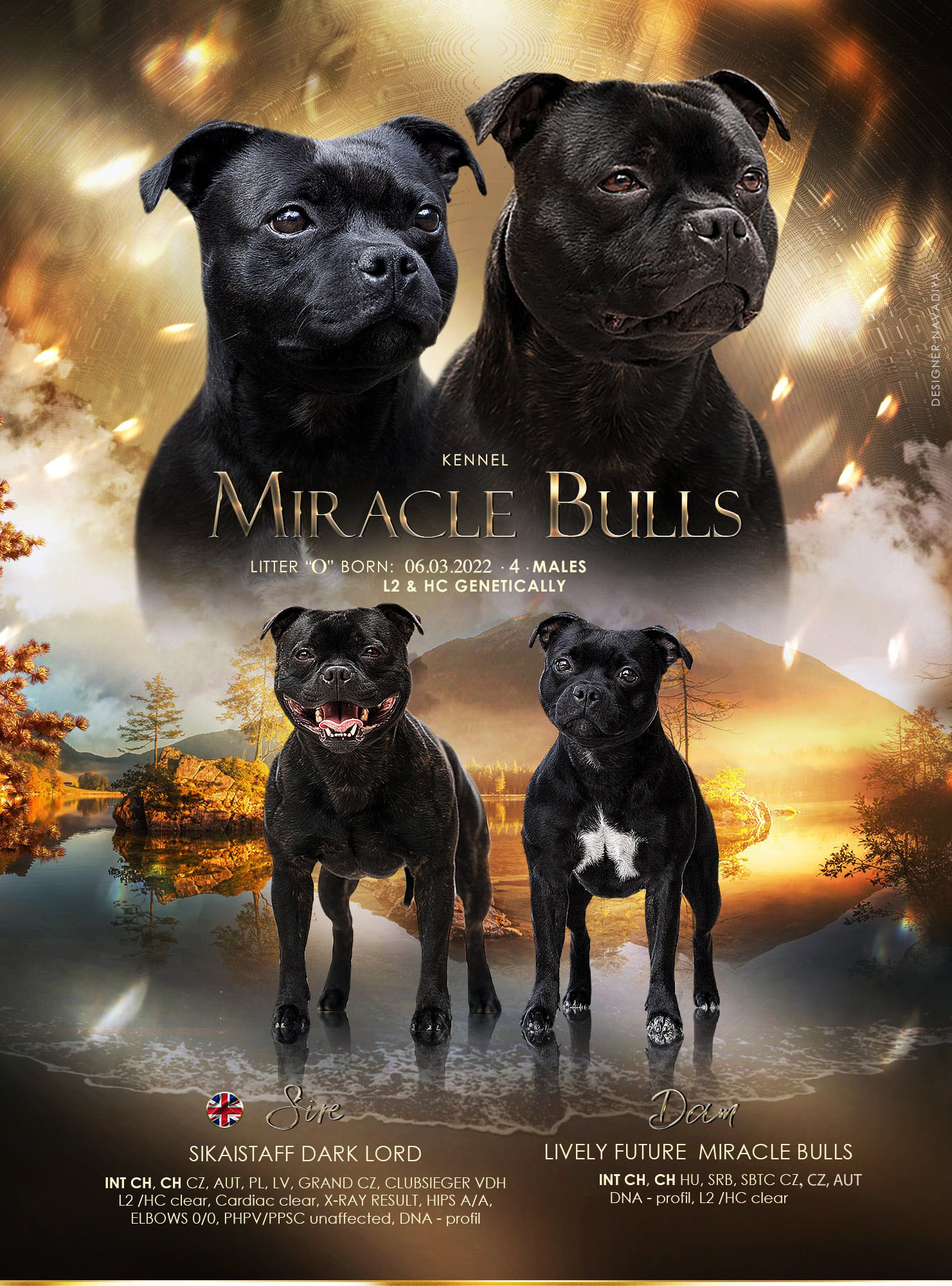 News 2022 - staffordshire bull terriers miracle bulls