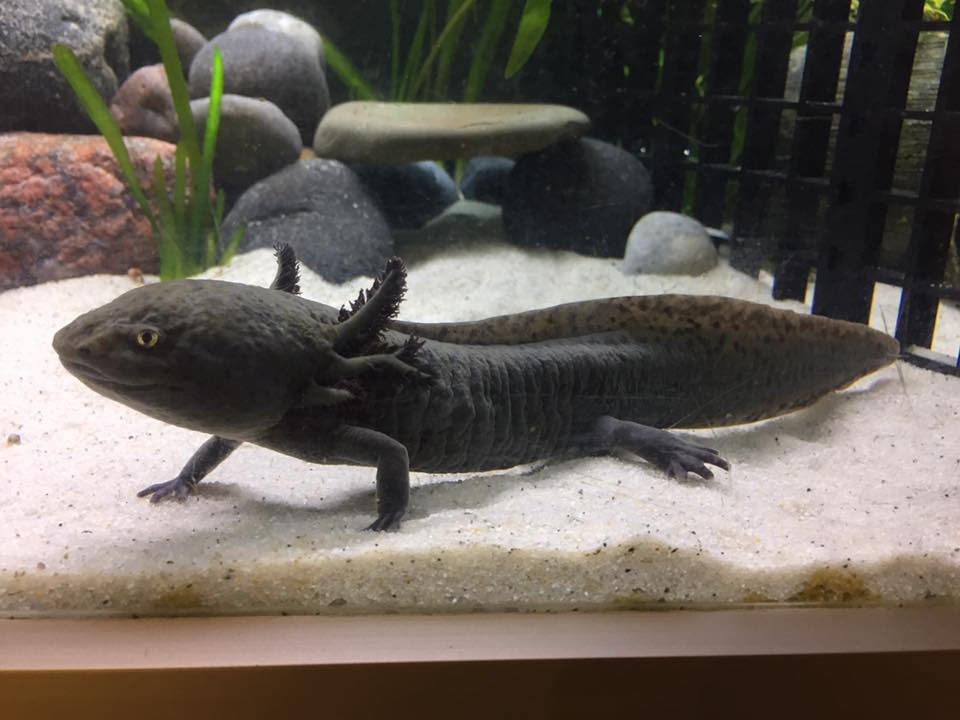 Hvad er en axolotl? - axolotl-dks Webseite!