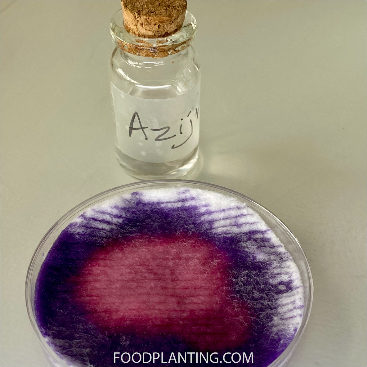 Organisch Bemesten: Zelf Een pH Indicator Maken Van Rode Kool ...
