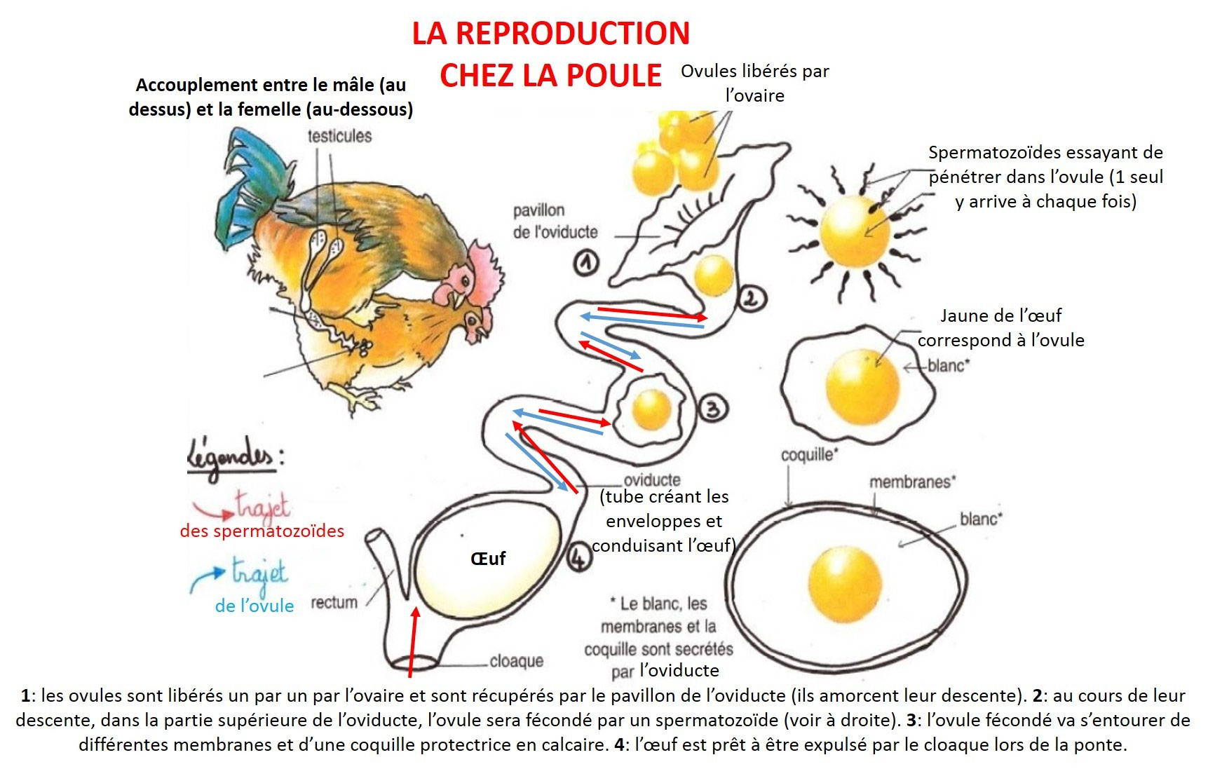 La reproduction sexuée animale et végétale - Site de cours de collège ...