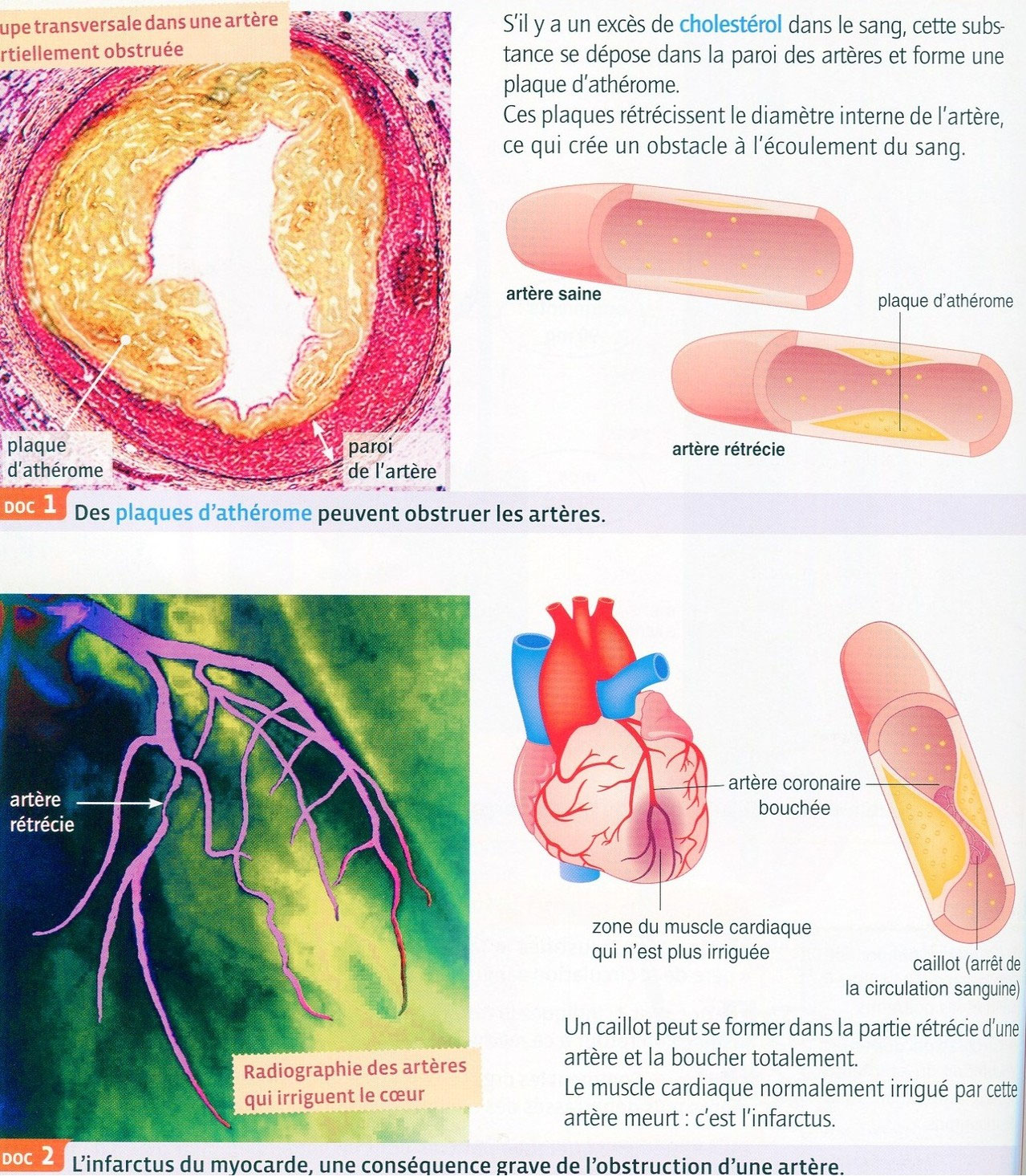 Chapitre 6: la circulation du sang - Site de cours de collège et lycée ...